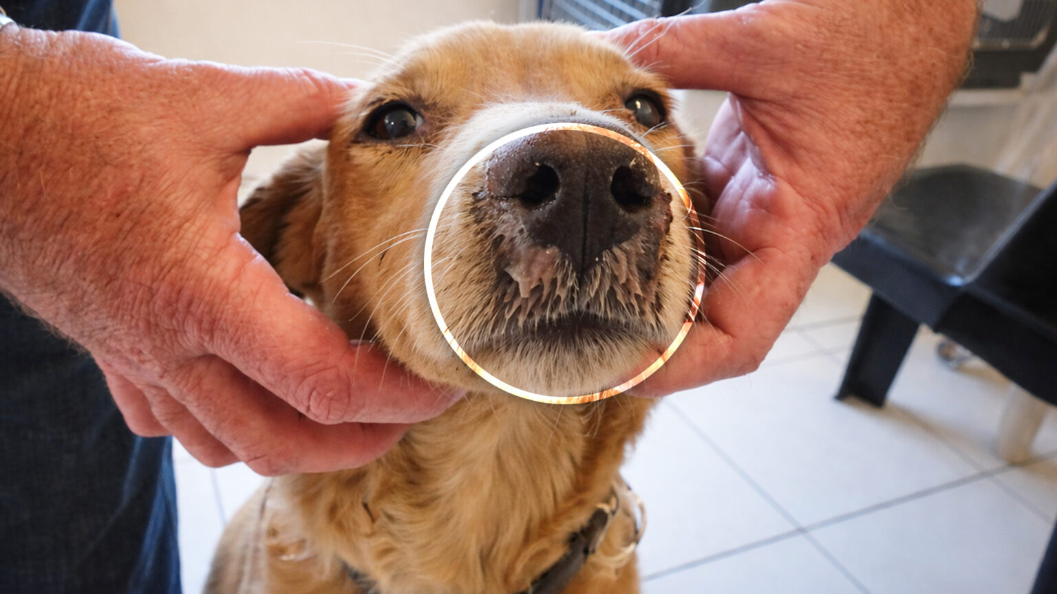 Cuidado: la enfermedad que mata miles de perros cada año – Vertikal